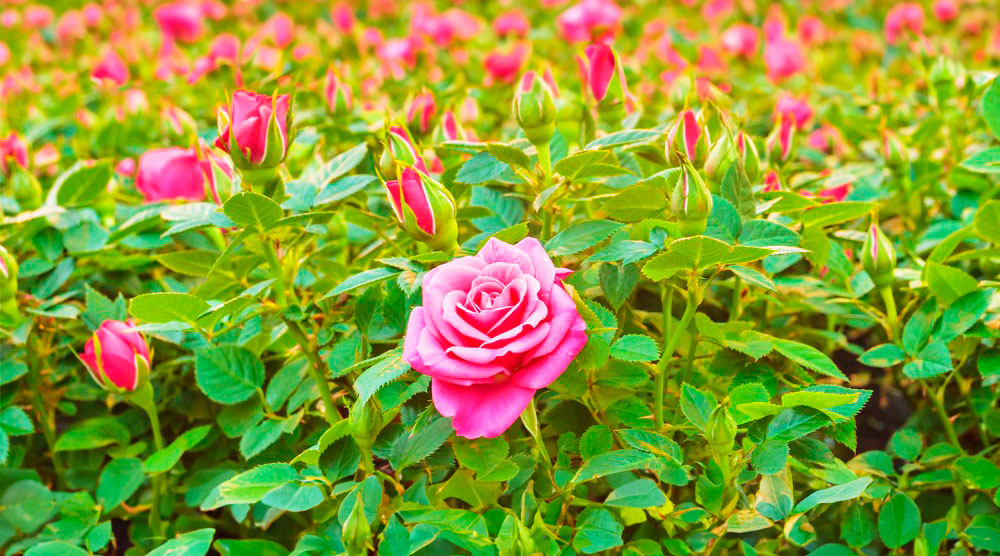 Cultivo de rosas sin suelo: permite optimizar su metabolismo