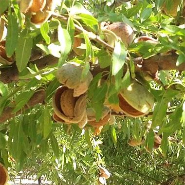La plantación de almendro requiere de vigilancia profesional